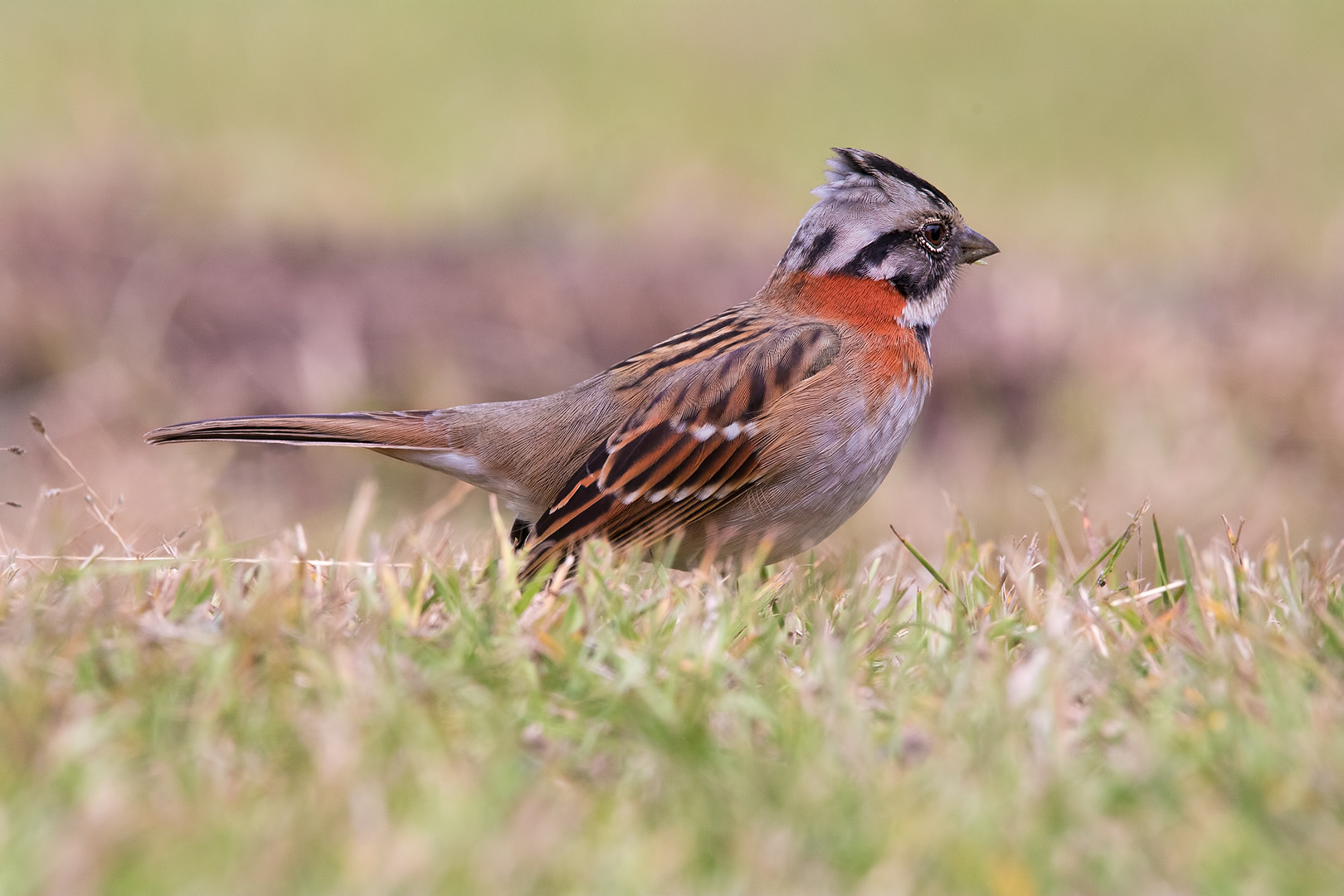 Gorrión Imagen & Foto | naturaleza Fotos de fotocommunity