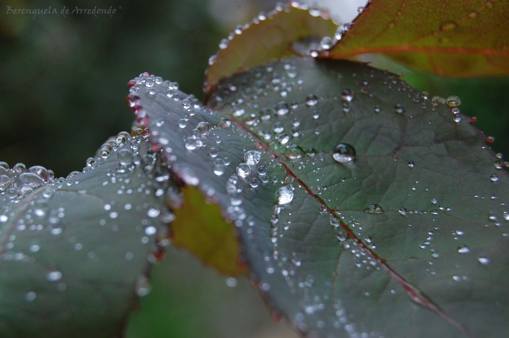 Gotas de rocio Imagen & Foto | elementos , naturaleza Fotos de ...