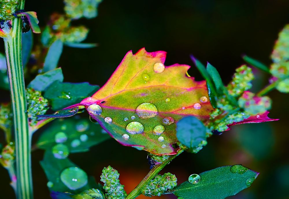 Gotas de Rocío Imagen & Foto | plantas, miscelanea, naturaleza Fotos de ...