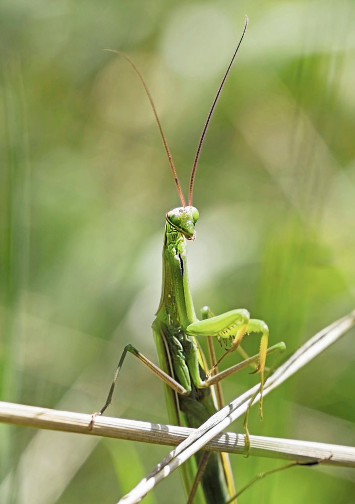 Gottesanbeterin Foto & Bild | tiere, wildlife, insekten Bilder auf ... Gottesanbeterin Foto & Bild | tiere, wildlife, insekten Bilder auf ...
