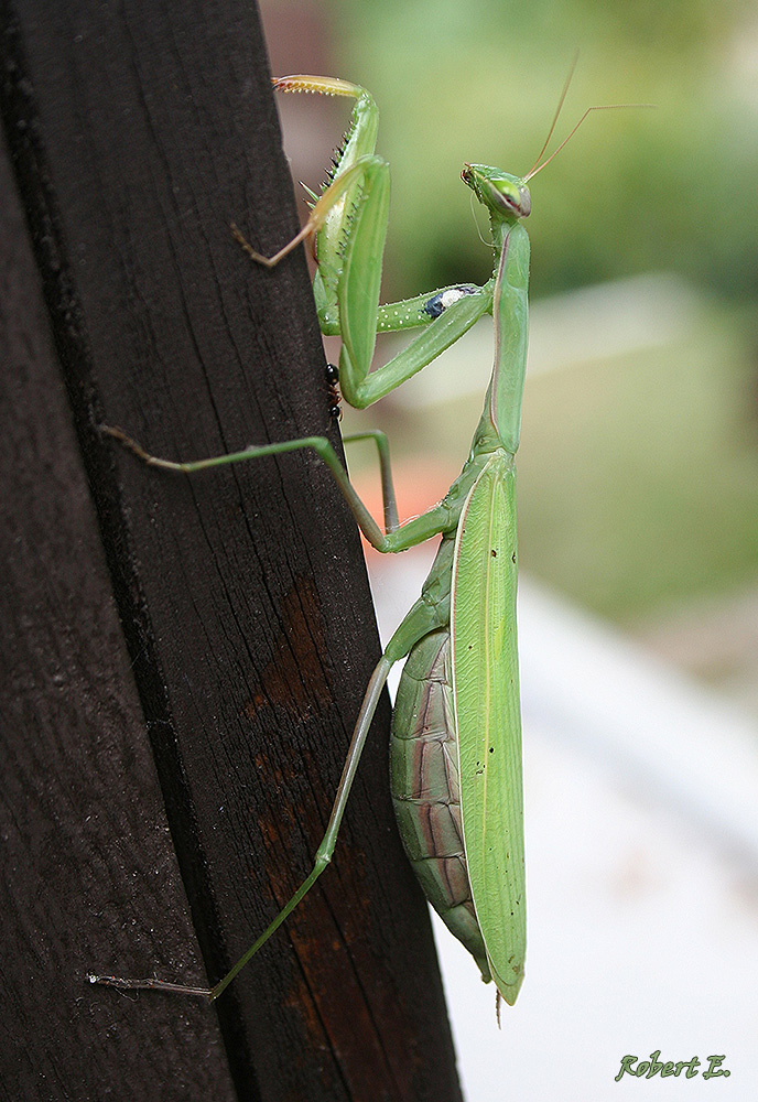 Gottesanbeterin Foto & Bild | tiere, wildlife, insekten Bilder auf ... Gottesanbeterin Foto & Bild | tiere, wildlife, insekten Bilder auf ...