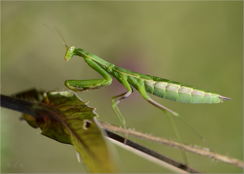 Gottesanbeterin Foto & Bild | tiere, wildlife, insekten Bilder auf ... Gottesanbeterin Foto & Bild | tiere, wildlife, insekten Bilder auf ...