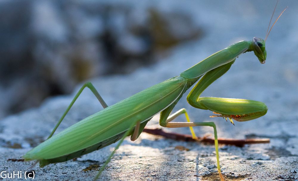 Gottesanbeterin Foto & Bild | tiere, wildlife, insekten Bilder auf ... Gottesanbeterin Foto & Bild | tiere, wildlife, insekten Bilder auf ...
