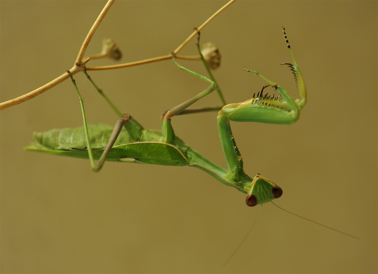 Gottesanbeterin Foto & Bild | tiere, wildlife, insekten Bilder auf ... Gottesanbeterin Foto & Bild | tiere, wildlife, insekten Bilder auf ...