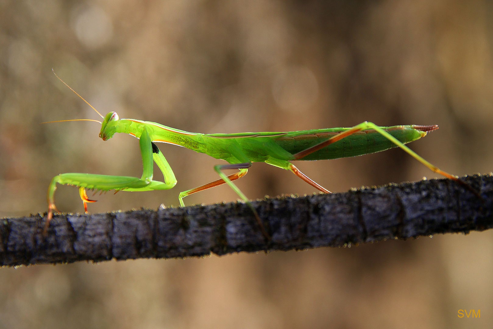 Gottesanbeterin Foto & Bild | tiere, wildlife, insekten Bilder auf ... Gottesanbeterin Foto & Bild | tiere, wildlife, insekten Bilder auf ...