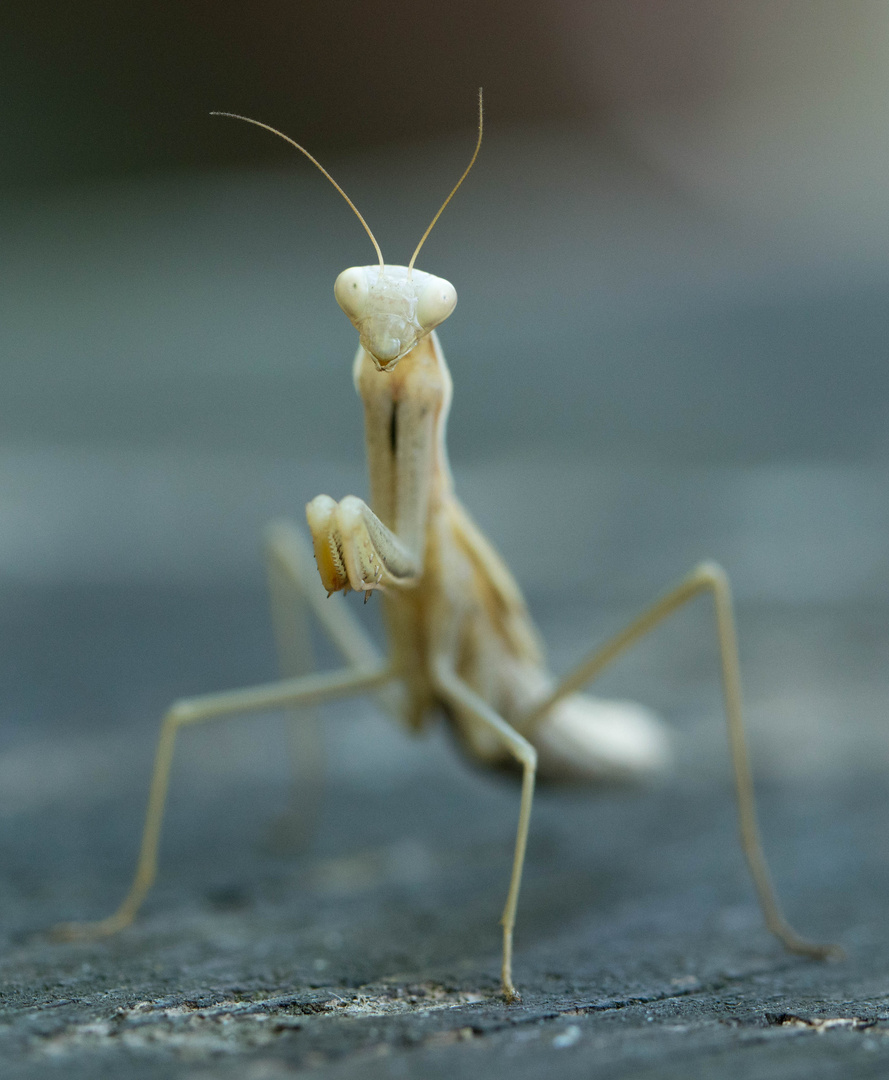 Gottesanbeterin Foto & Bild | tiere, wildlife, insekten Bilder auf ... Gottesanbeterin Foto & Bild | tiere, wildlife, insekten Bilder auf ...