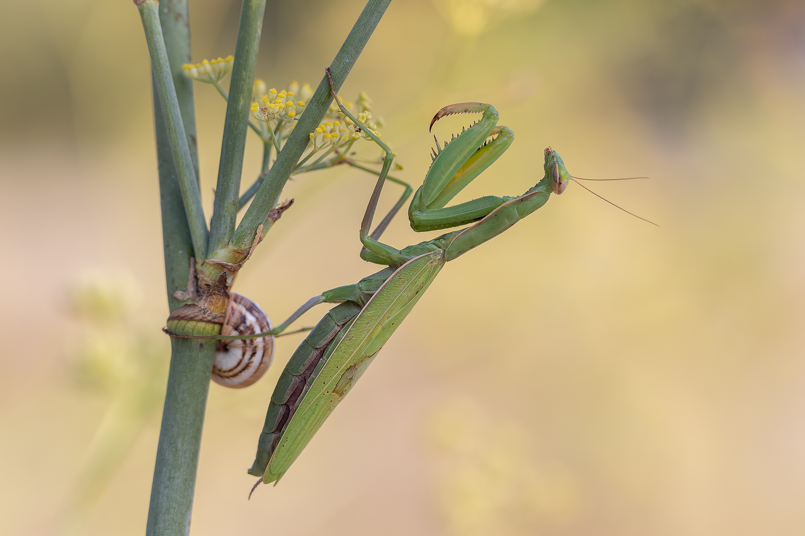 Gottesanbeterin Foto & Bild | tiere, wildlife, insekten Bilder auf ... Gottesanbeterin Foto & Bild | tiere, wildlife, insekten Bilder auf ...