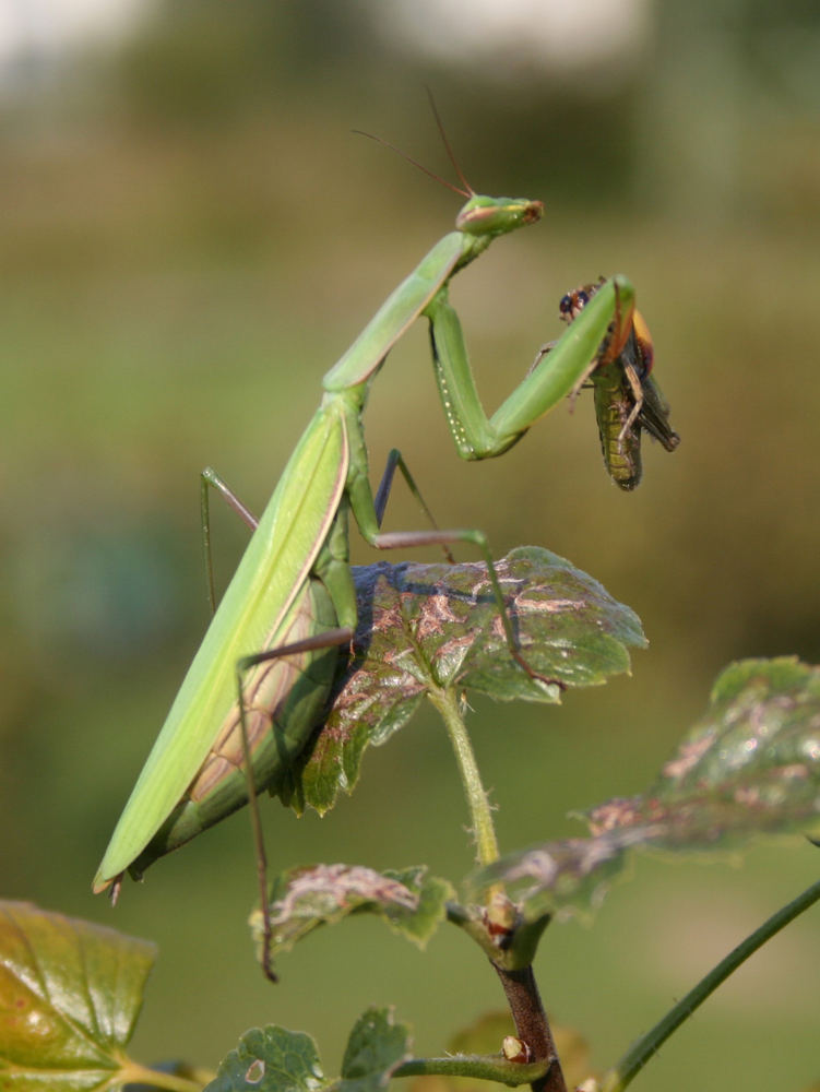 Gottesanbeterin mit Beute Foto & Bild | tiere, wildlife, insekten ...