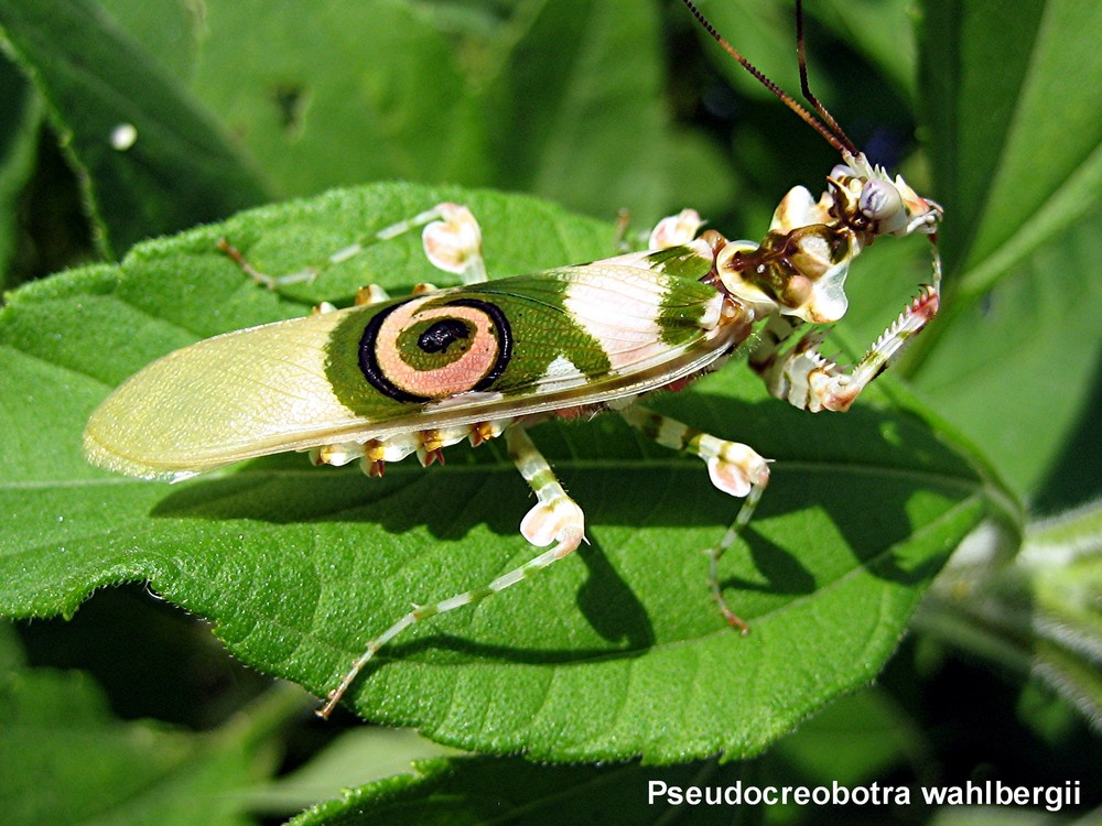 Gottesanbeterin sonnt sich Foto & Bild | tiere, wildlife, insekten ...