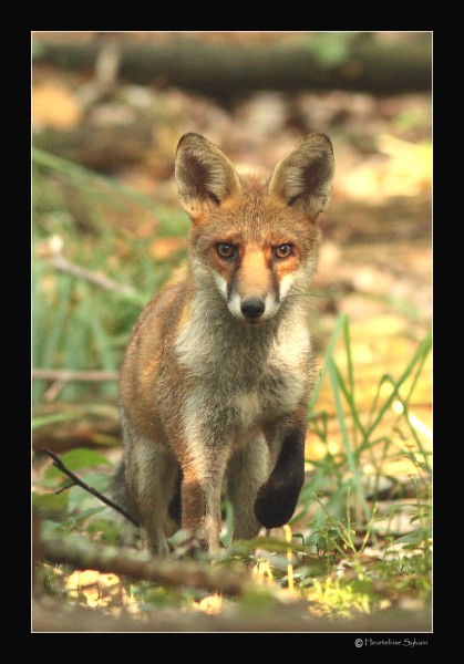 goupil photo et image | animaux, animaux sauvages, bovidés à l'état ...