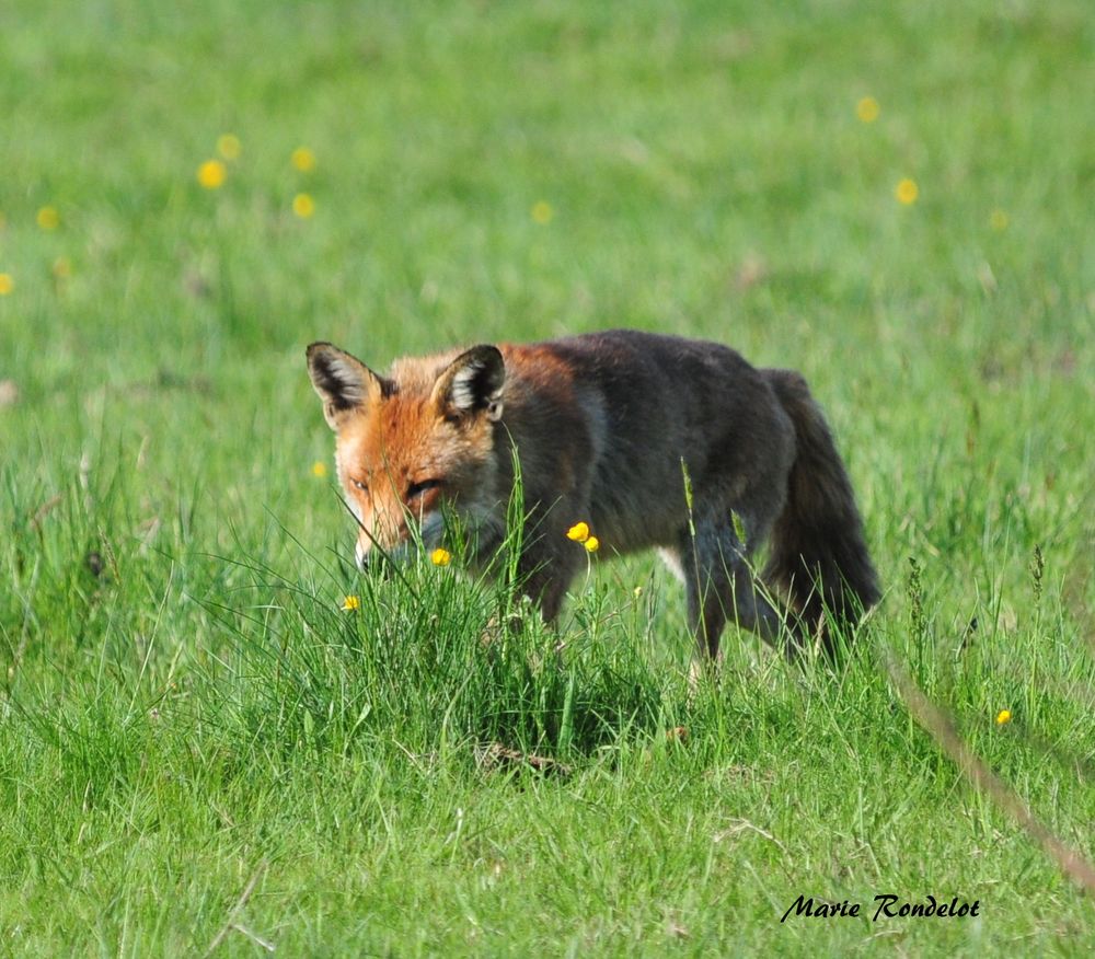 Goupil photo et image | animaux, nature Images fotocommunity