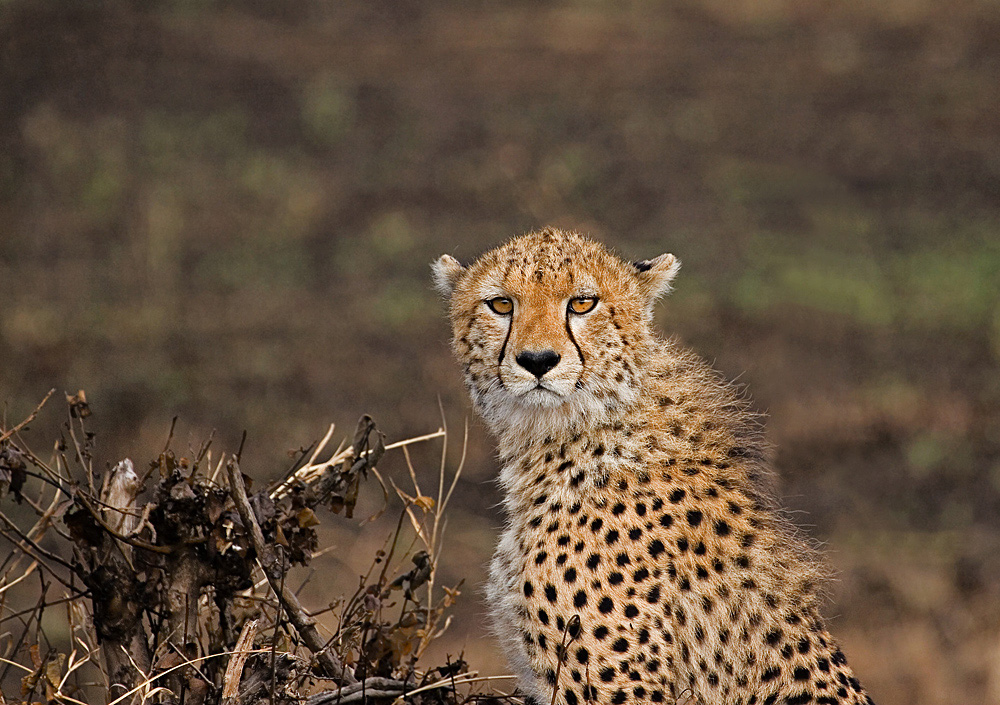 Gpard Foto & Bild | tiere, wildlife, säugetiere Bilder auf fotocommunity