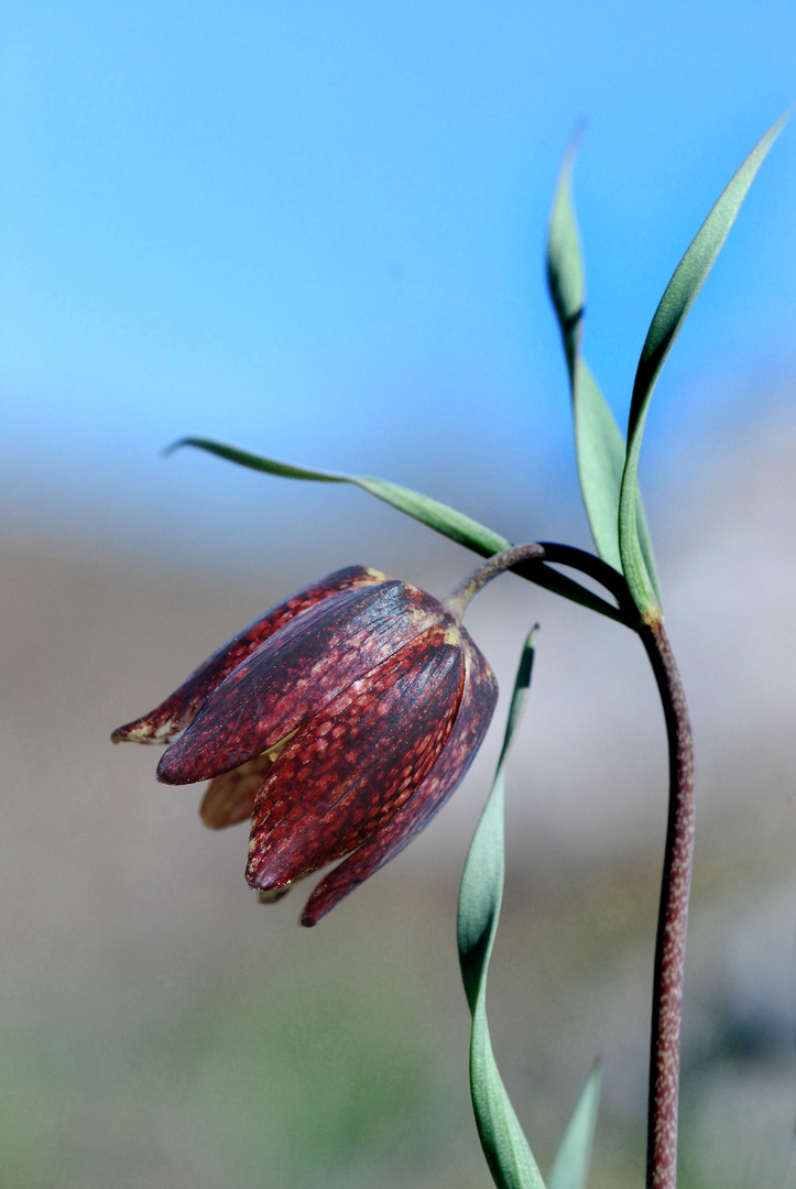 GRACILE photo et image | macro nature, macro fleurs, fleurs Images ...