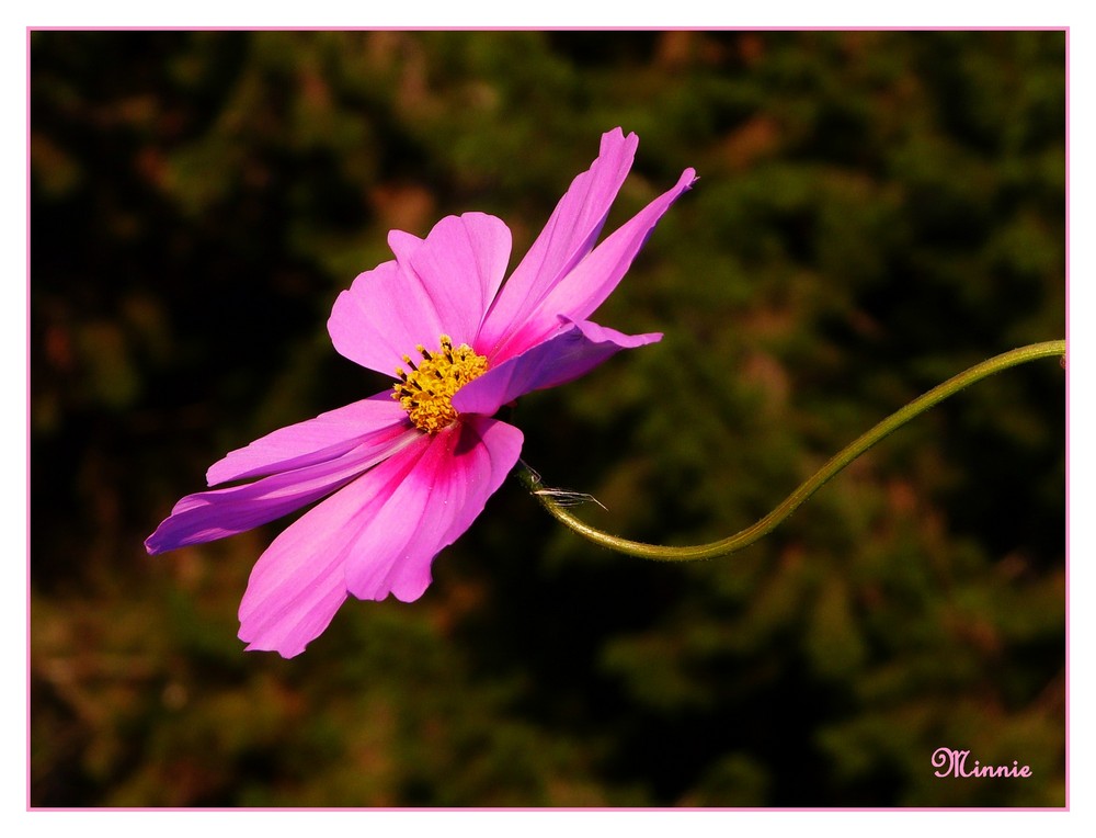 " Gracile" photo et image | plantes, champignons & lichens, nature ...