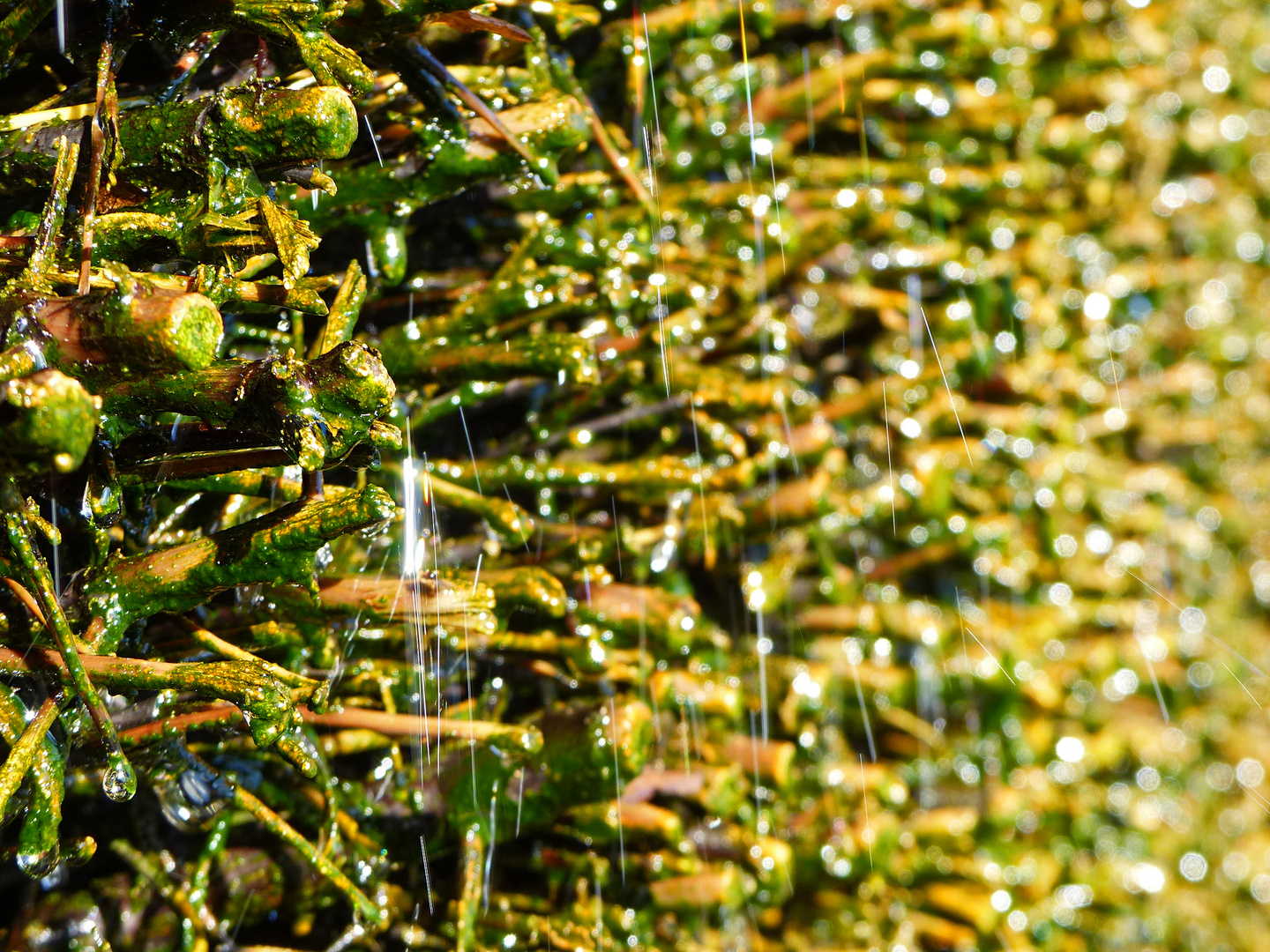 Gradierwerk Foto & Bild | deutschland, europe, experimente Bilder auf ...