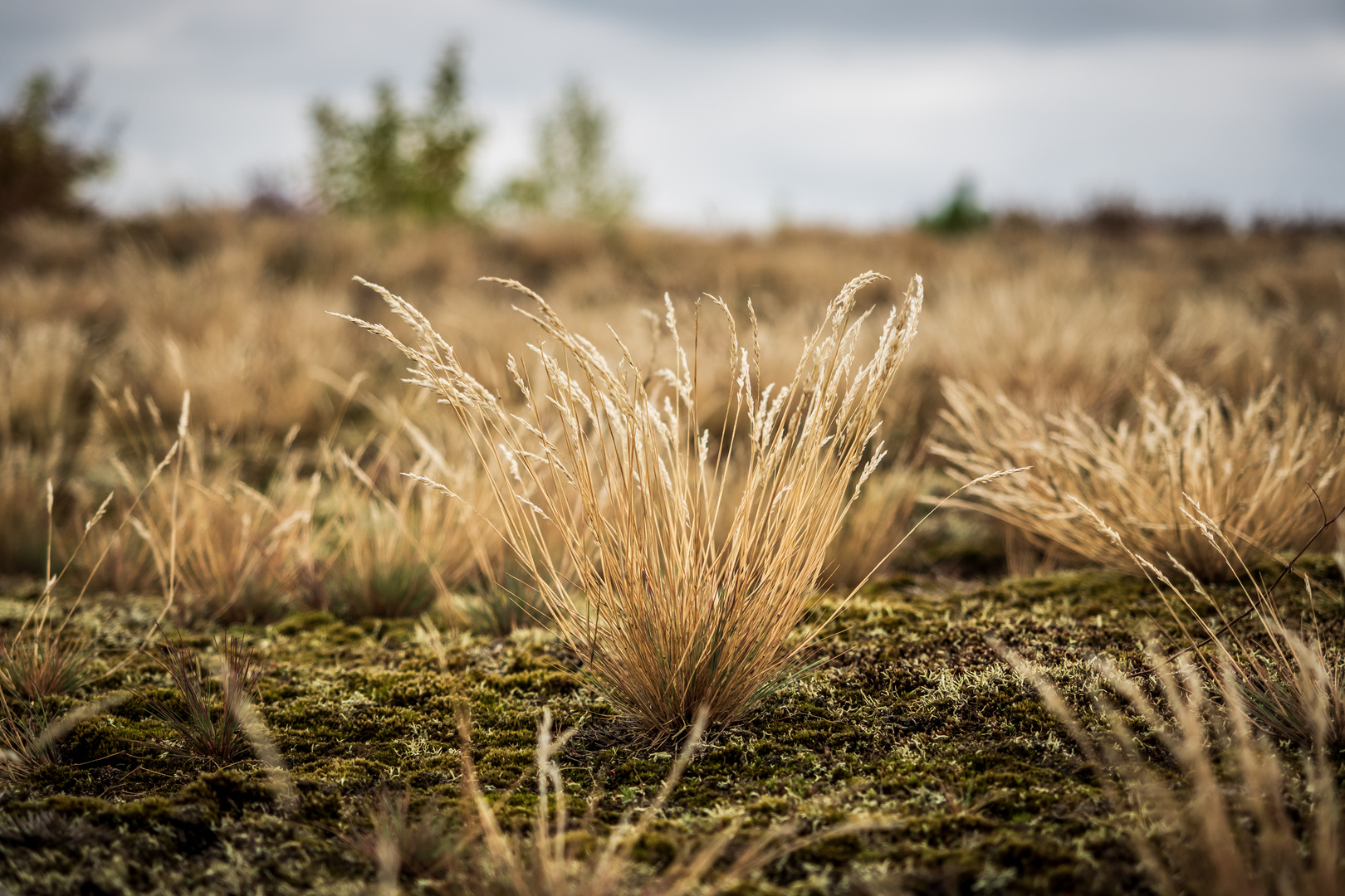 Gräser Foto & Bild | deutschland, europe, brandenburg Bilder auf ...