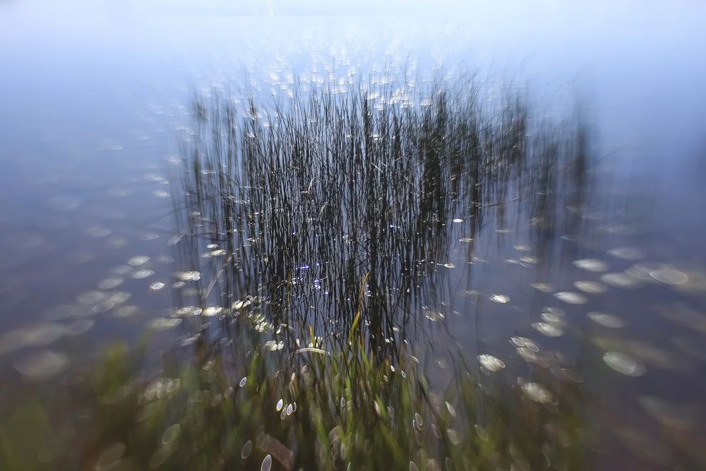 Gräser abstrakt Foto & Bild | art, spezial, outdoor Bilder auf ...