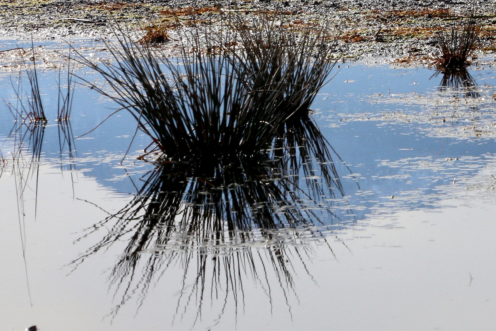 Gräser Foto & Bild | spezial, natur, landschaft Bilder auf fotocommunity