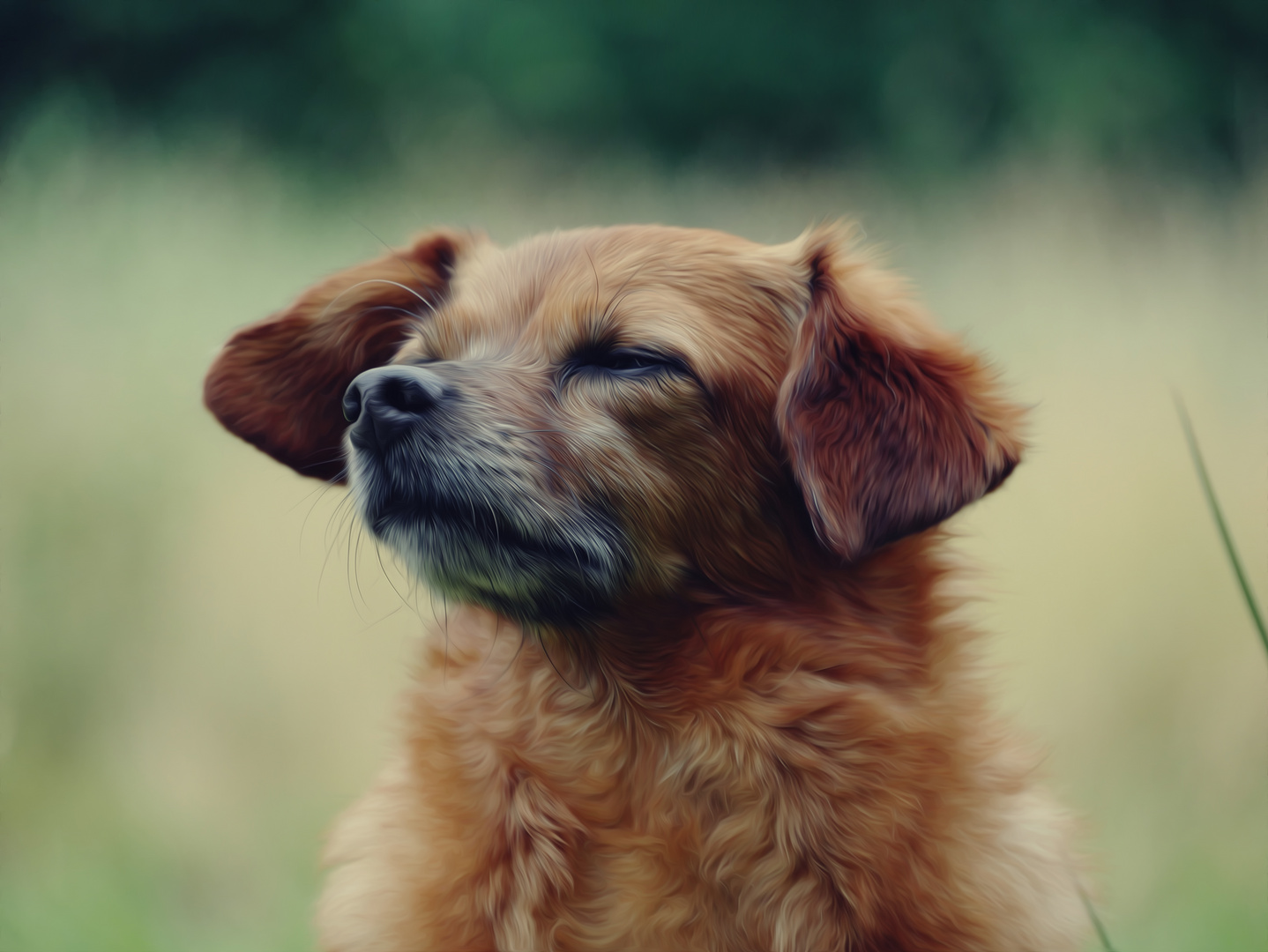 Graf Rotz Foto & Bild | sommer, hunde, natur Bilder auf fotocommunity