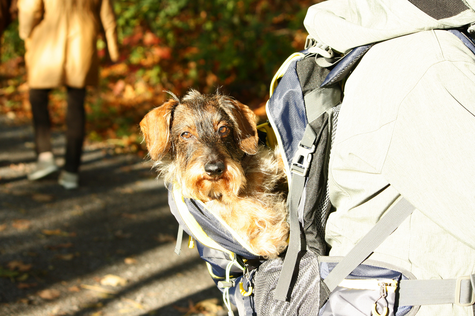 Graf Rotz Foto & Bild | fotos, spezial, hunde Bilder auf fotocommunity