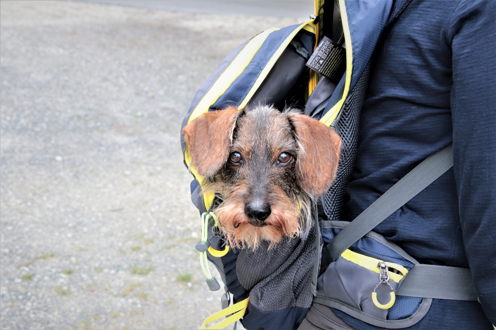 Graf Rotz wandert..... Foto & Bild | fotos, spezial, hunde Bilder auf ...