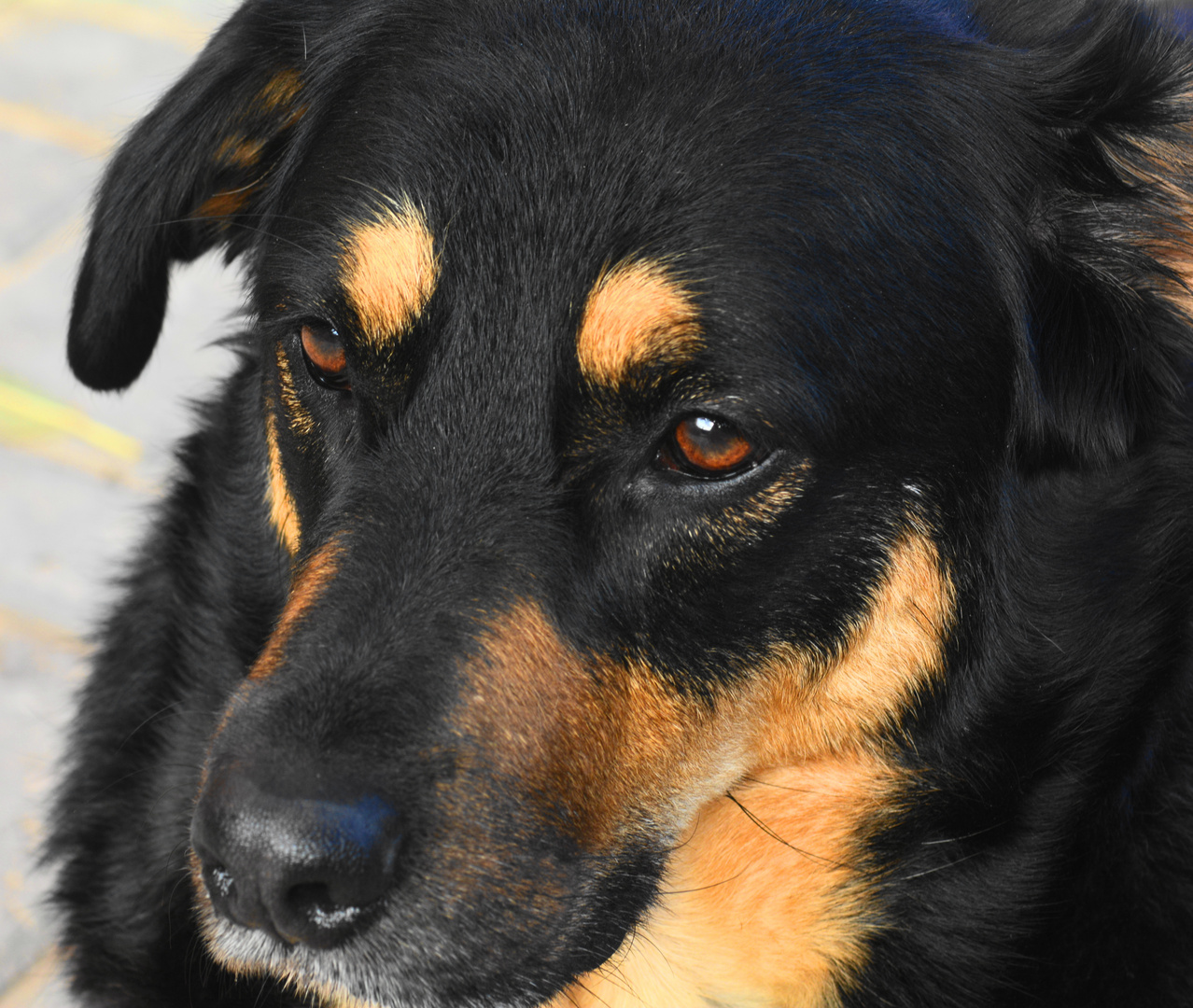 "Graf Wolf von Treuauge" Foto & Bild | tiere, haustiere, hunde Bilder ...