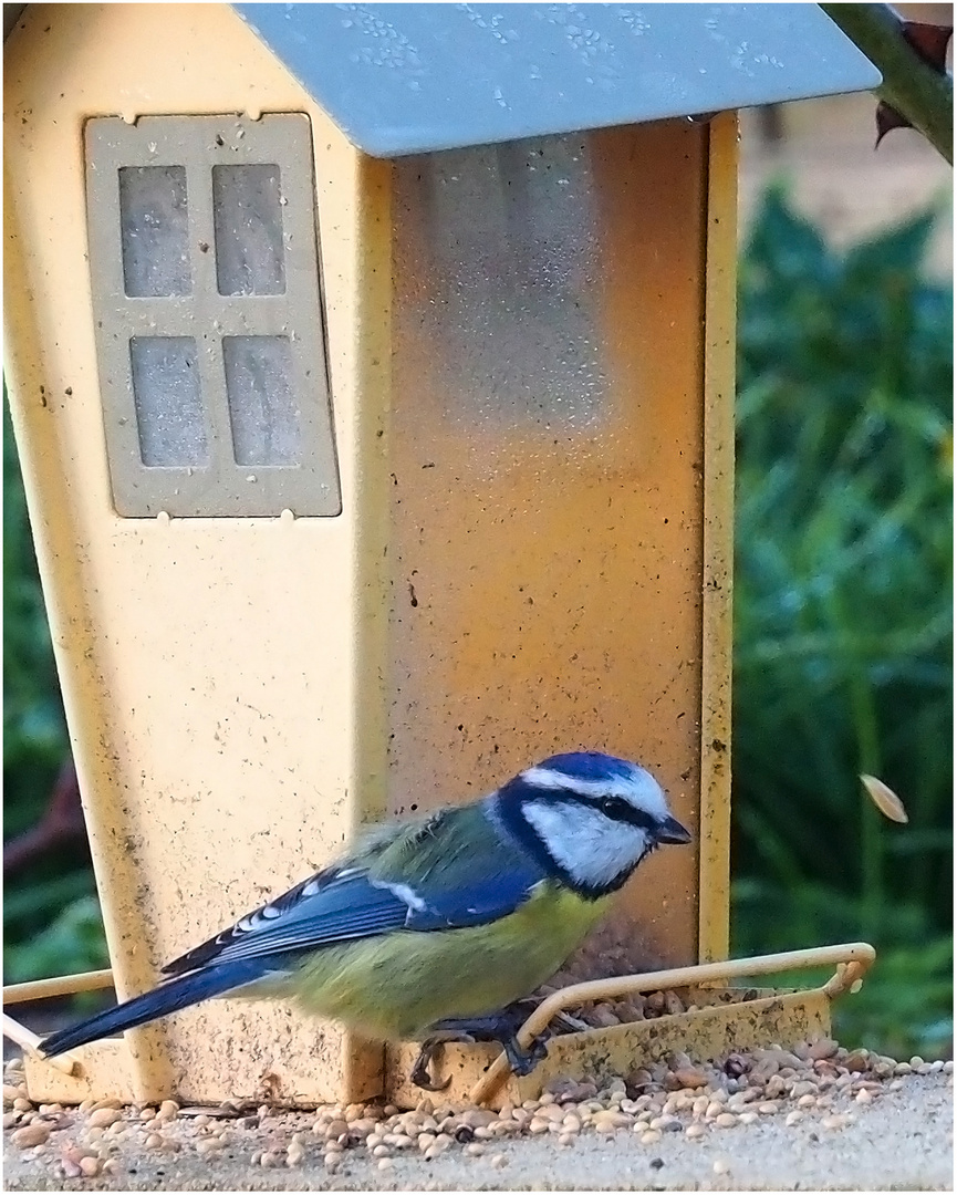 Graine récalcitrante photo et image | natur, animaux, vögel Images ...