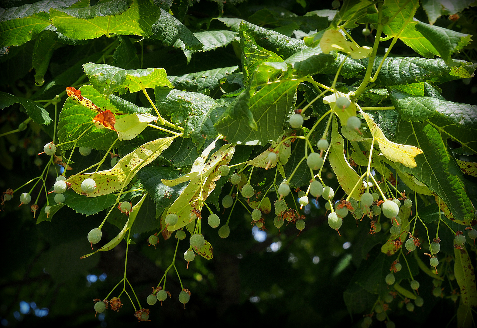 Graines de tilleul à grandes feuilles photo et image | grün, natur ...