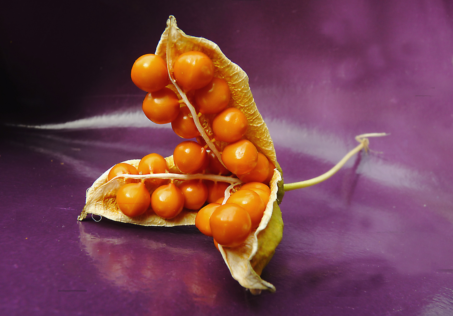 Graines d'iris fétide photo et image | macro nature, macro iris, nature ...