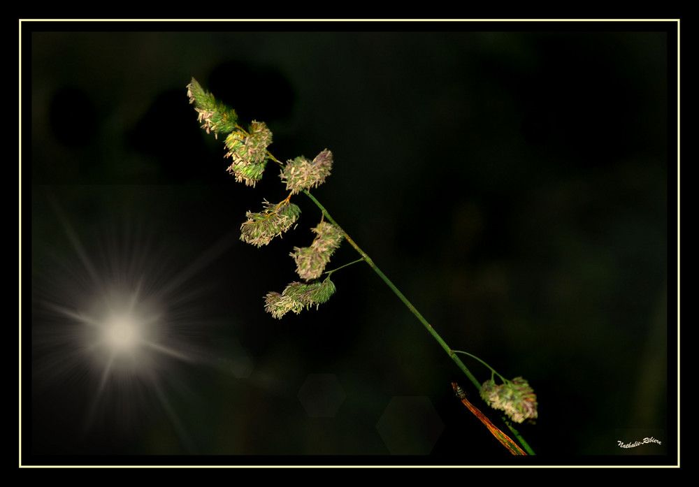 Graminé... photo et image | plantes, champignons & lichens, nature ...