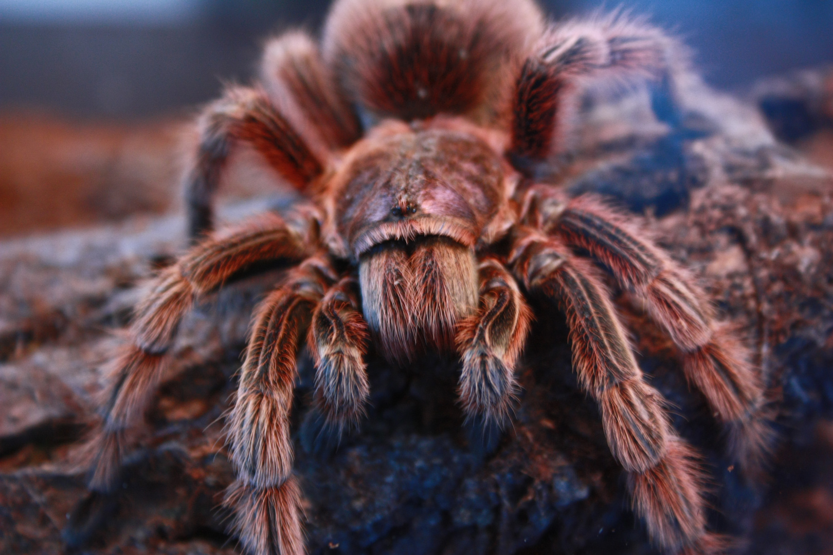 Grammostola rosea Foto & Bild | tiere, haustiere, terraristik Bilder ...