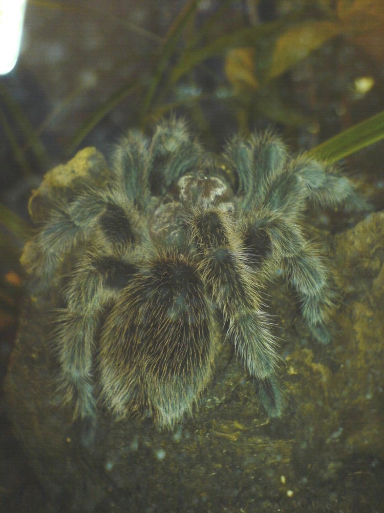 Grammostola rosea (Rote Chile Vogelspinne) Foto & Bild | tiere ...