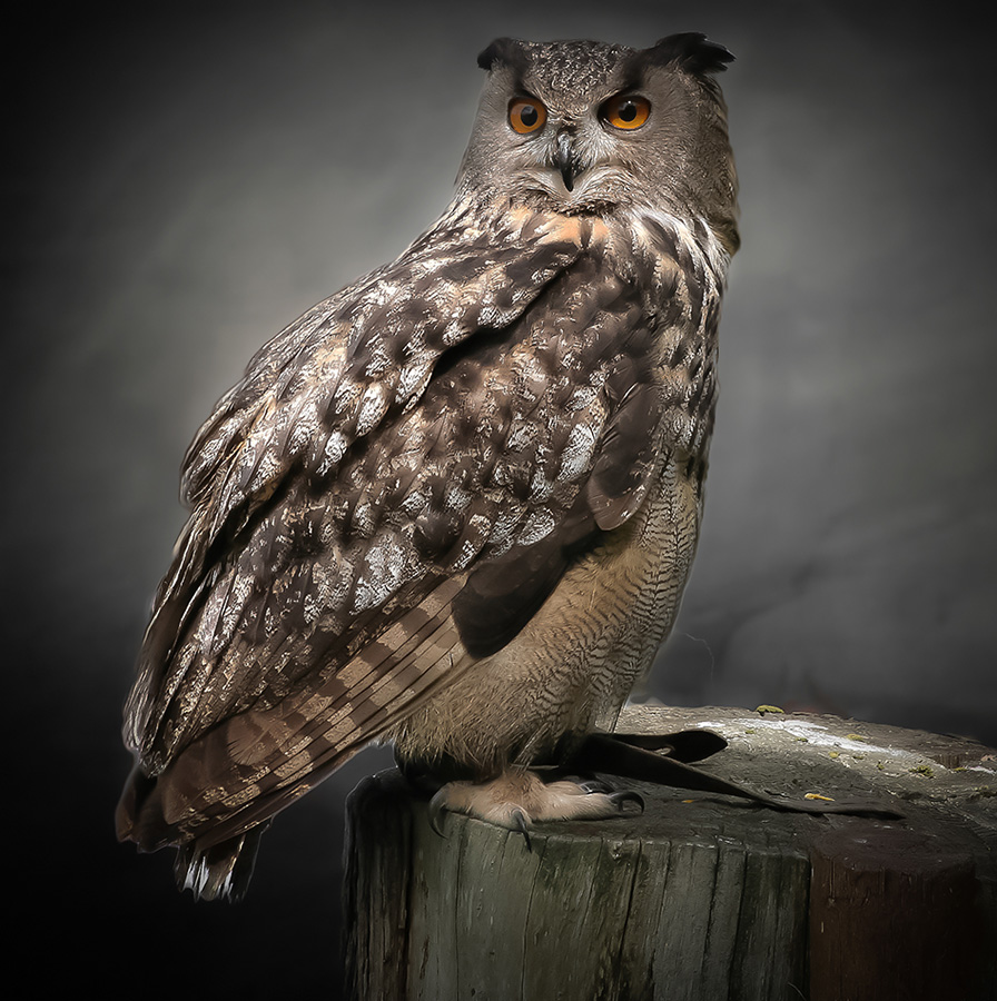 Grand Duc 2. photo et image | animaux, zoo et animaux en captivité ...