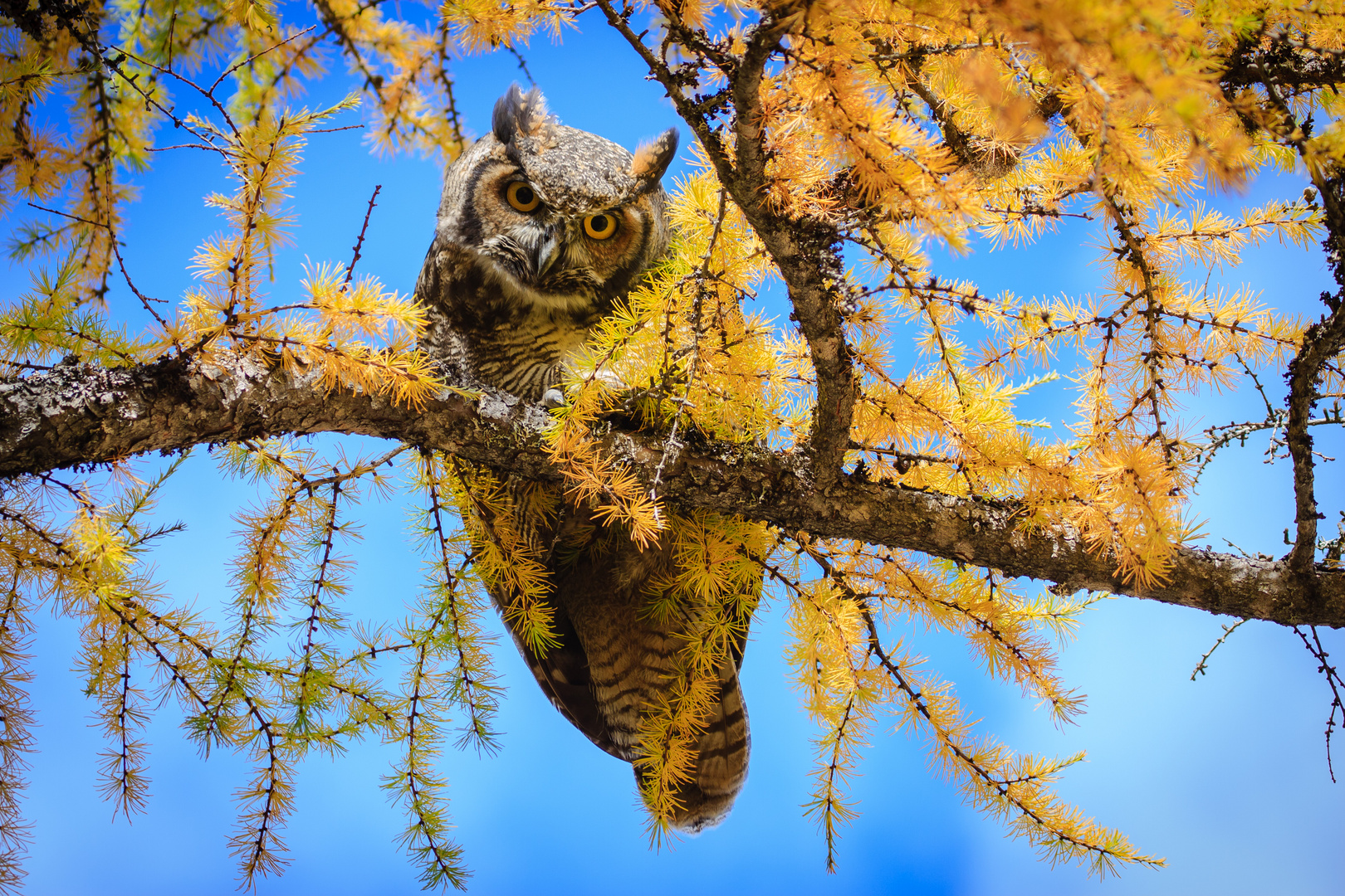 Grand Duc photo et image | animaux, animaux sauvages, oiseaux Images ...