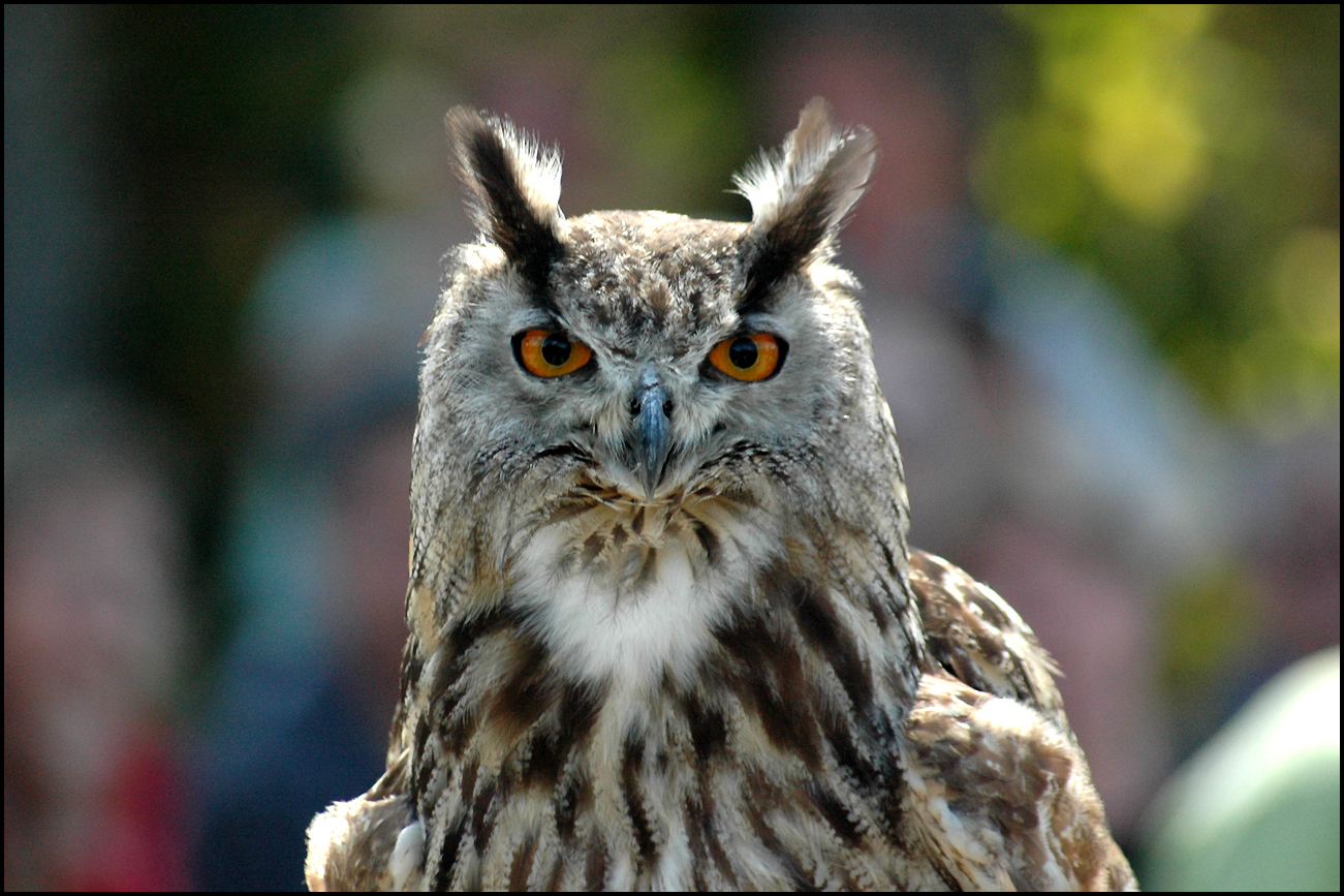 Grand duc photo et image | animaux, rapace grand duc oiseau faune ...