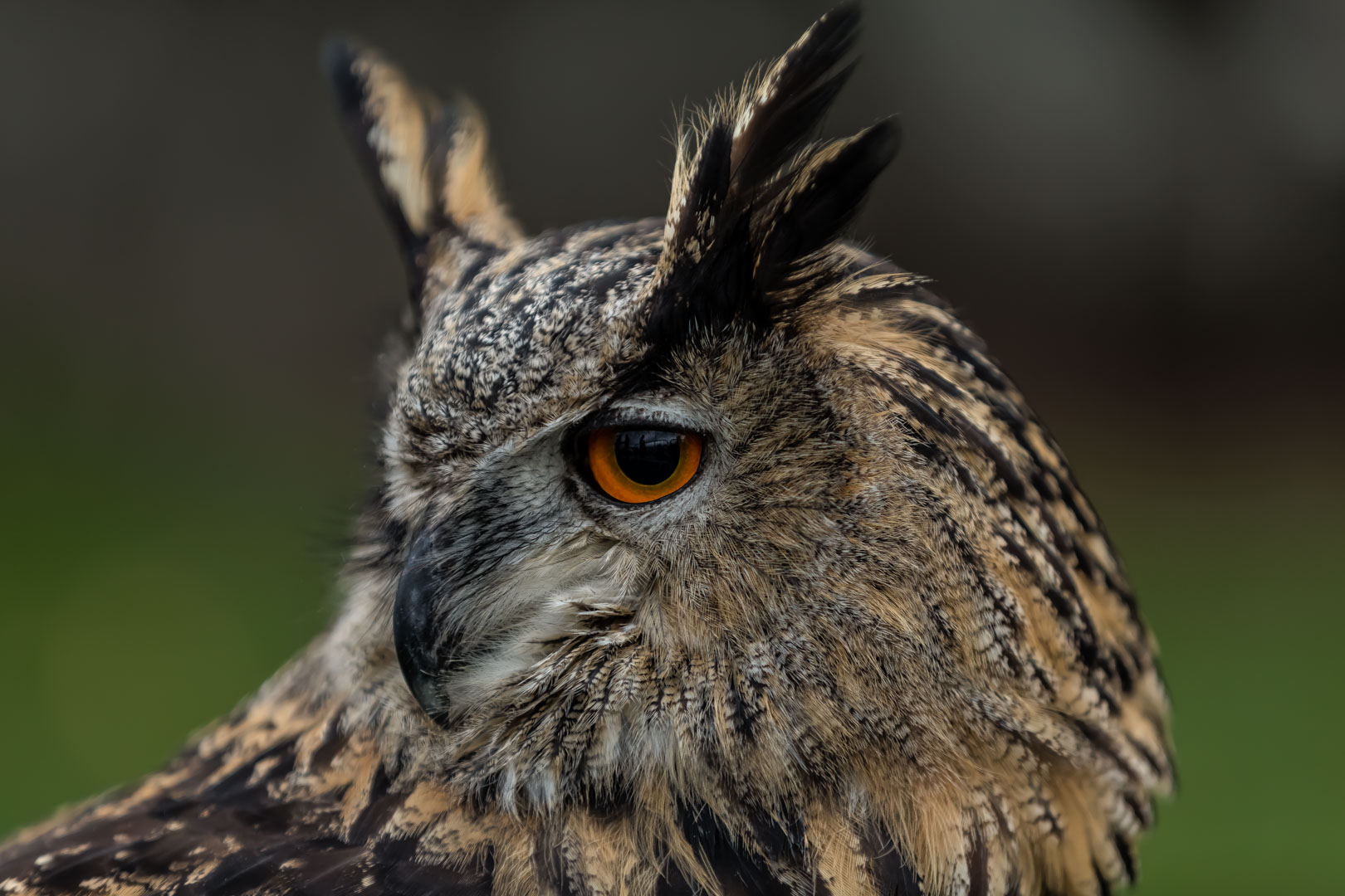 Grand duc d'Europe photo et image | animaux, animaux sauvages, oiseaux ...