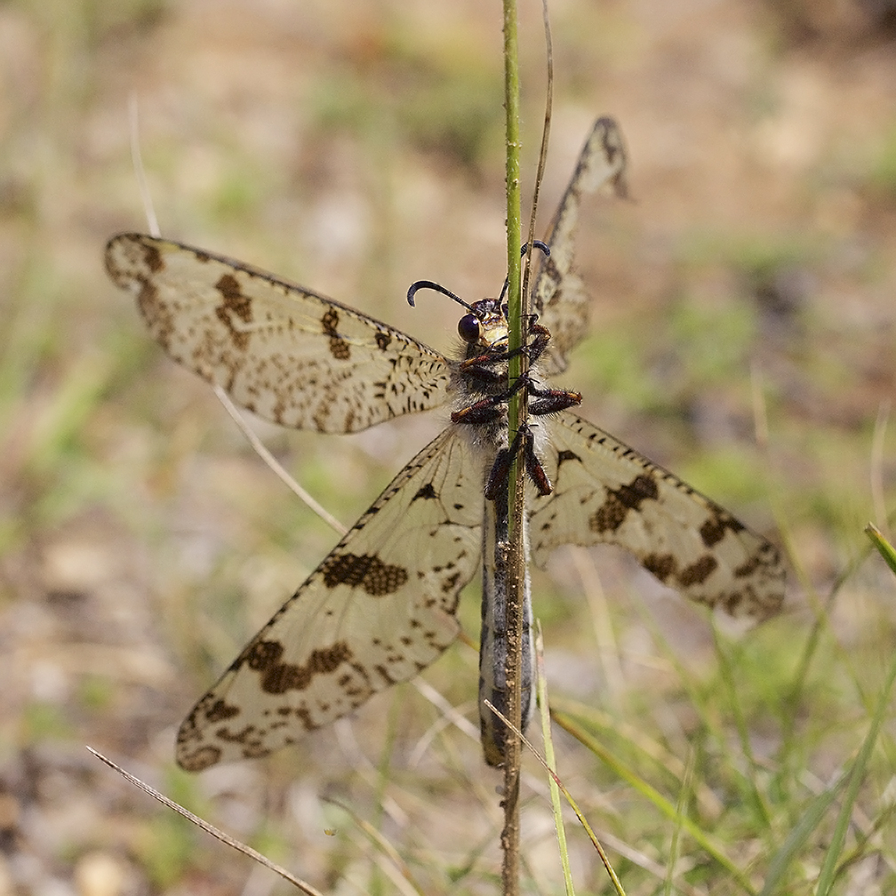 Grand Fourmilion photo et image | nature, close up, macro Images ...