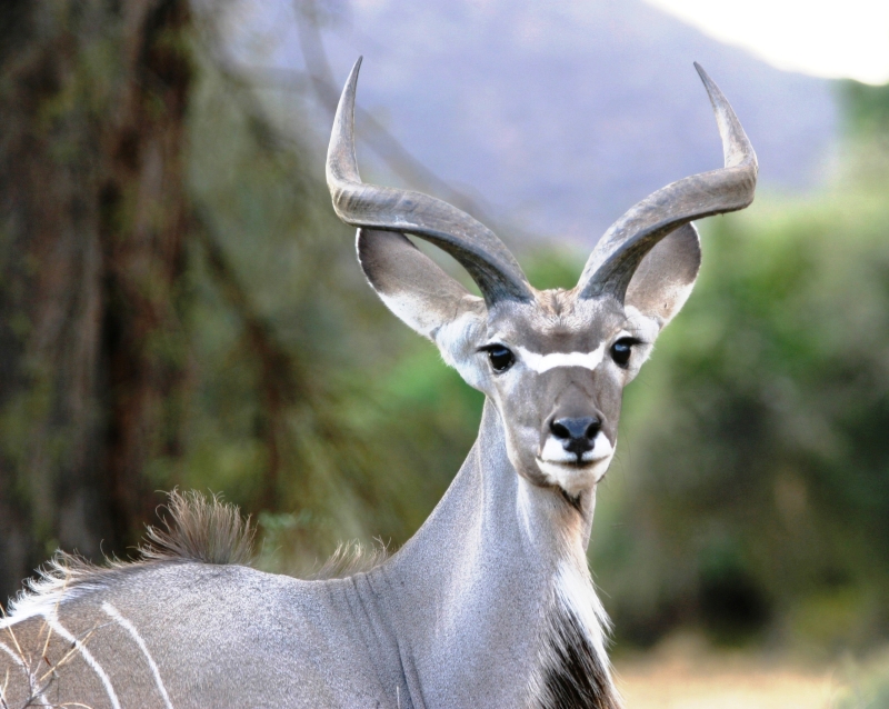 Grand Koudou (Greater Kudu) - Samburu / Kenya - Biche oh ma biche ...