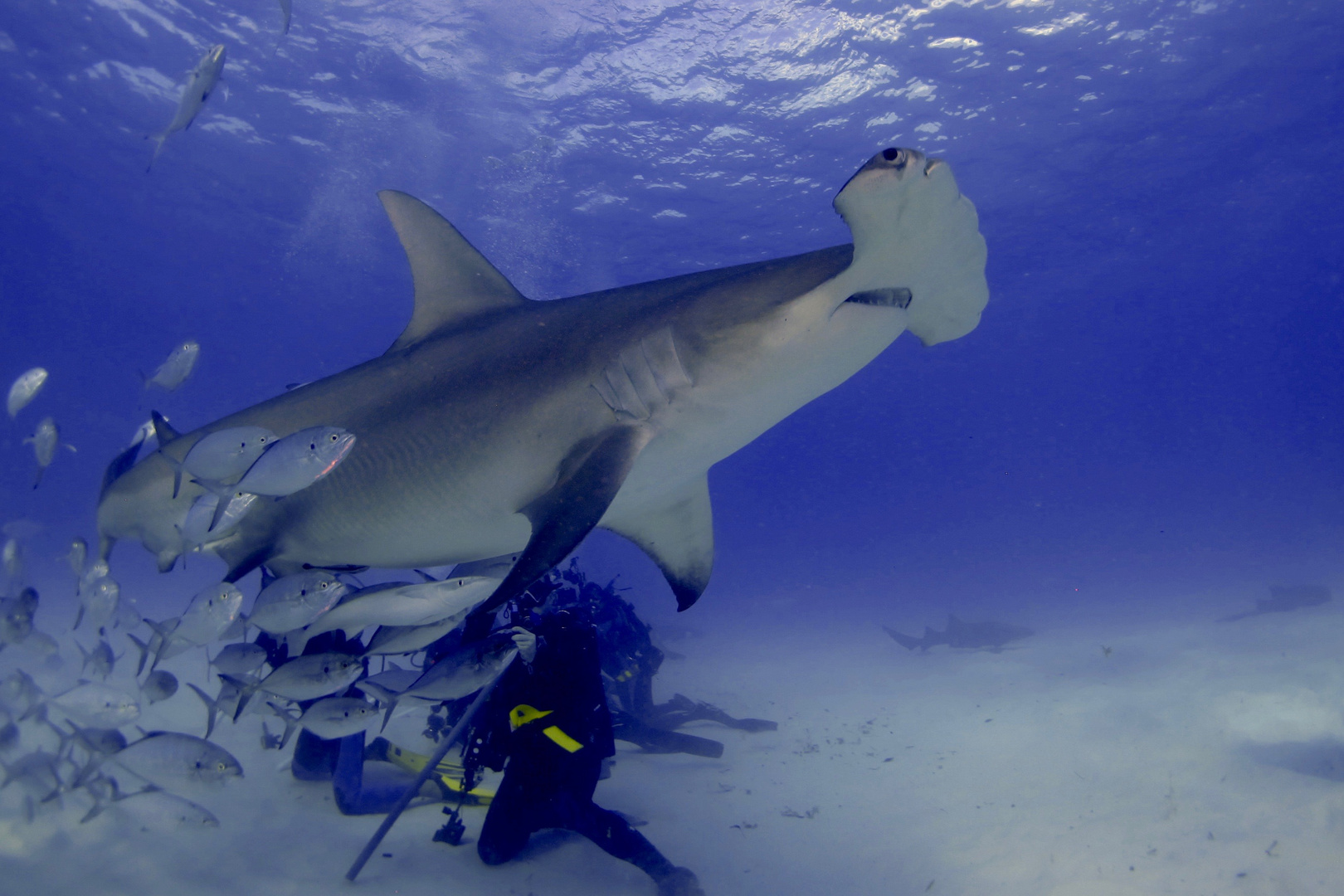Grand requin marteau photo et image | images sous-marines, plongées ...