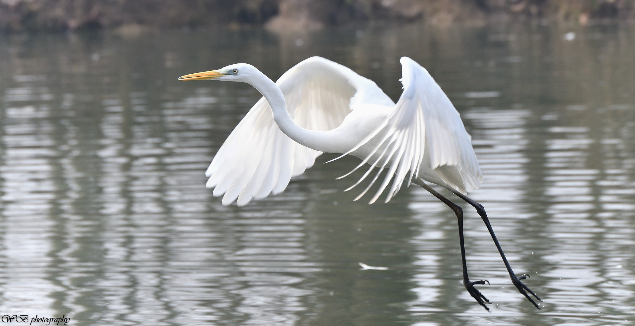 Grande airone bianco Foto % Immagini| animali, uccelli allo stato ...