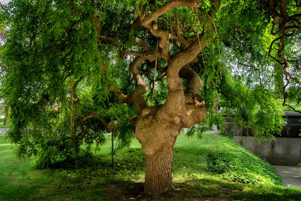 Grande albero Foto % Immagini| fotos, photography, natura Foto su ...