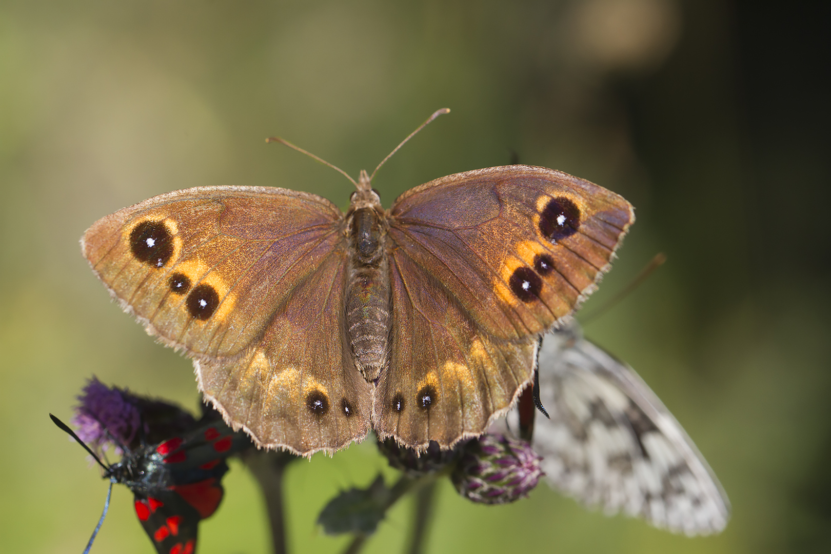 Grande Coronide photo et image | nature, macro, animaux Images ...
