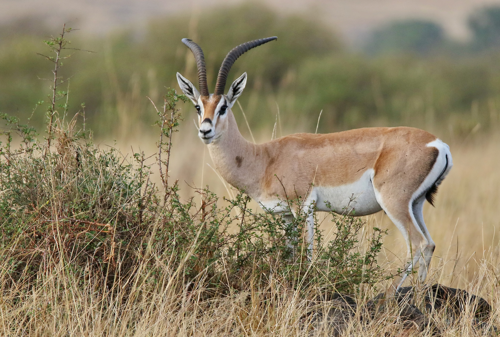 Grant-Gazelle.... Foto & Bild | natur, paarhufer, tiere Bilder auf ...