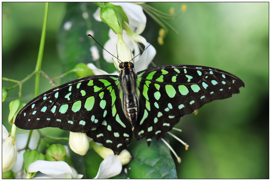 Graphium agamemnon photo et image | macro nature, macro insectes ...