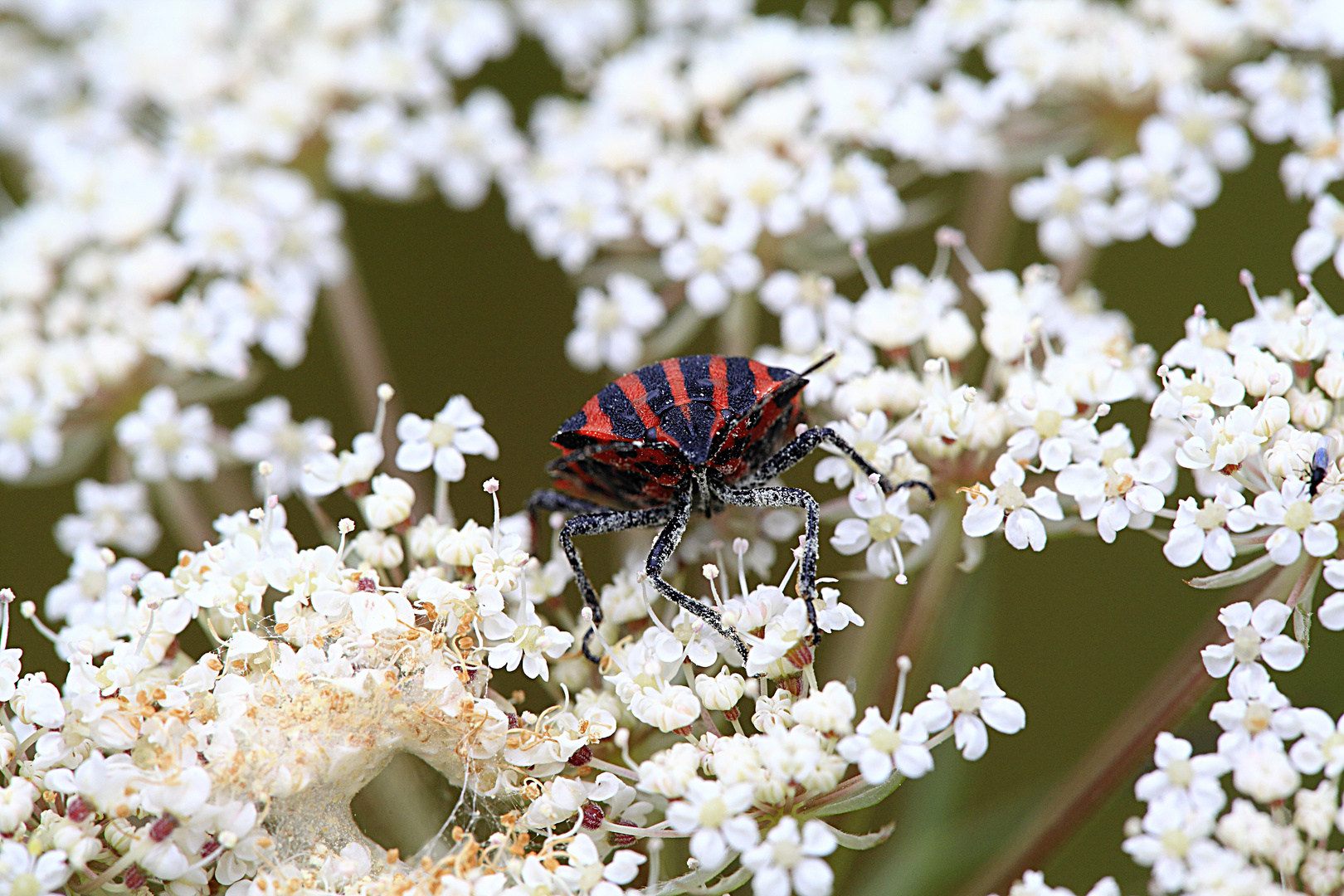 Graphosoma lineatum italicum Imagen & Foto | animales, invertebrados ...