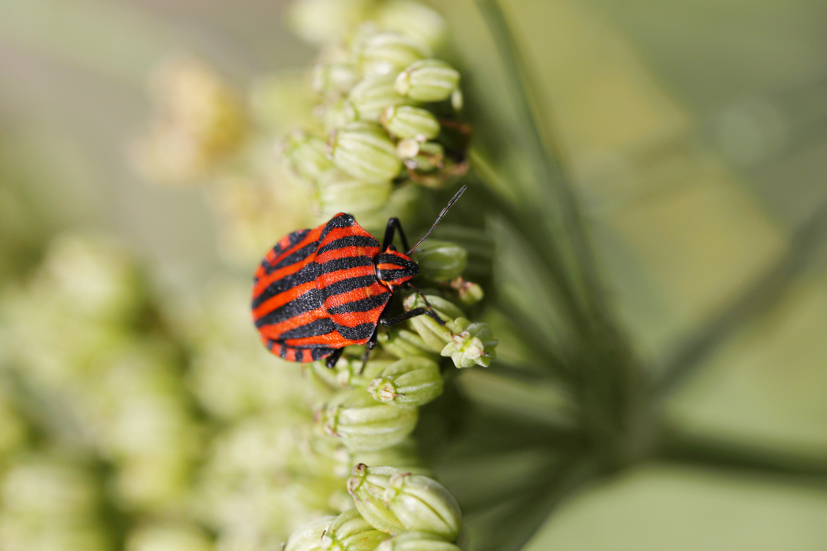 Graphosoma Lineatum - Red-Black striped Shield Bug Foto & Bild ...