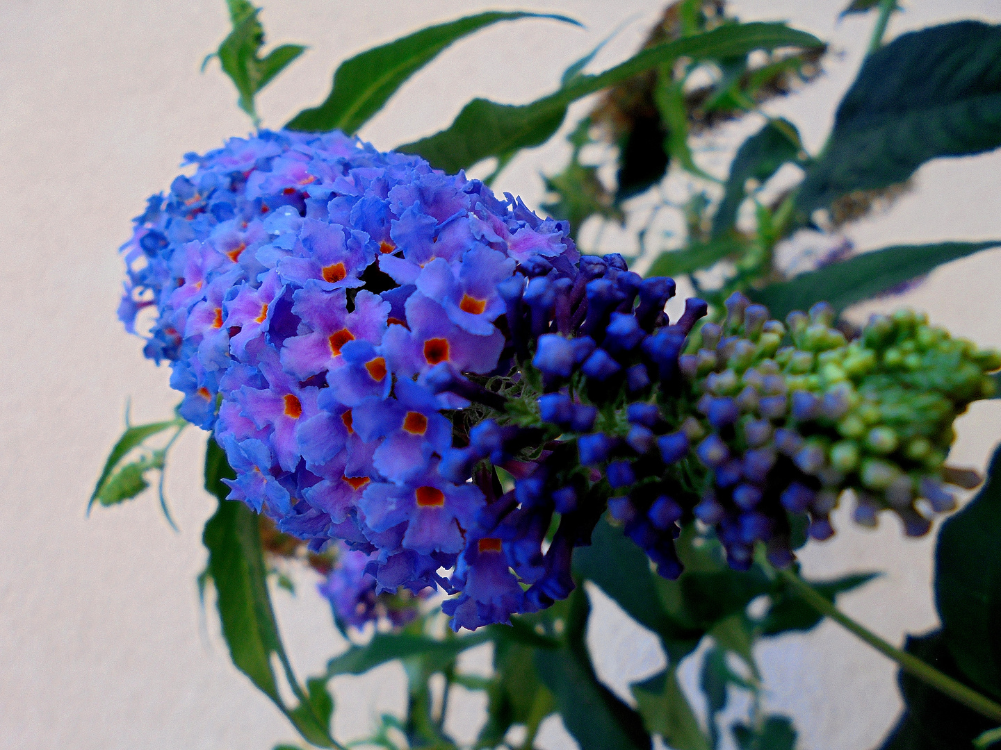 GRAPPE BLEU photo et image | nature, bleu, fleur Images fotocommunity