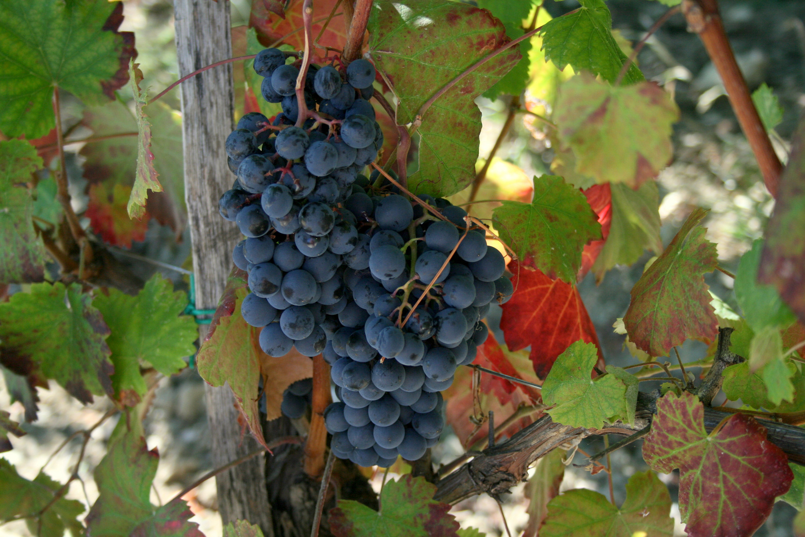 Grappe de raisin photo et image | les saisons, automne, fleurs & fruits ...