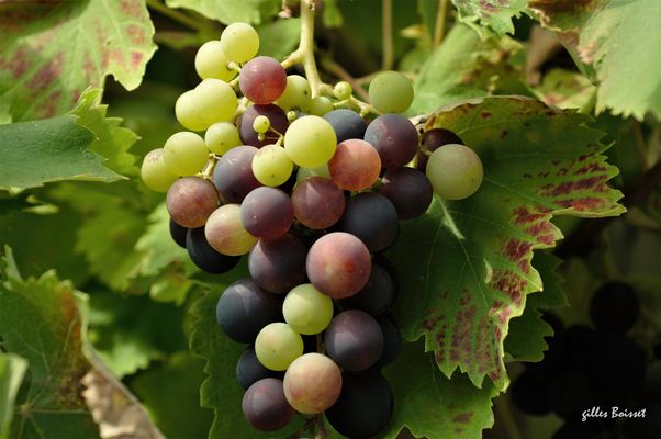 Les Fruits Images & Photos