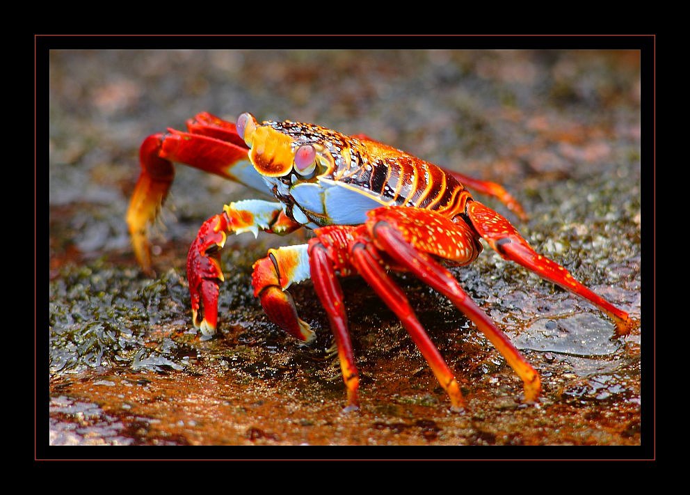 Grapsus grapsus Foto & Bild | tiere, wildlife, krebse Bilder auf ...